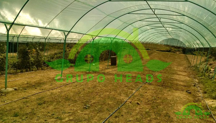 Grupo Heads - Proyecto 4